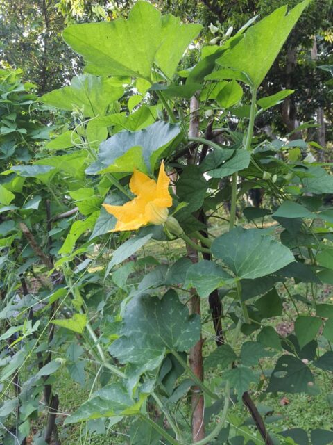 Lestari KTC | Kolej Tuanku Canselor